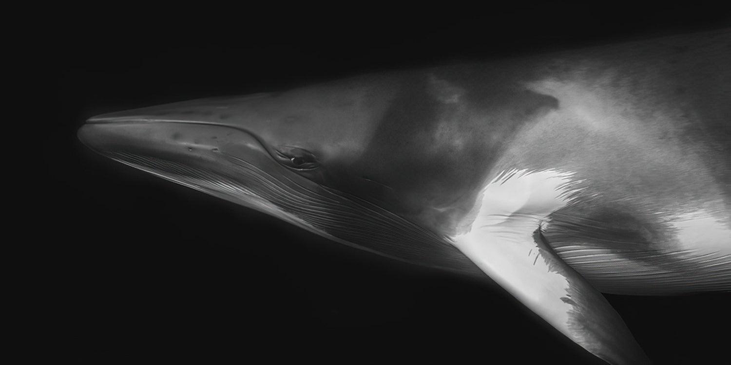 Join the Minke Whale Photography Expedition with Craig Parry – Craig ...