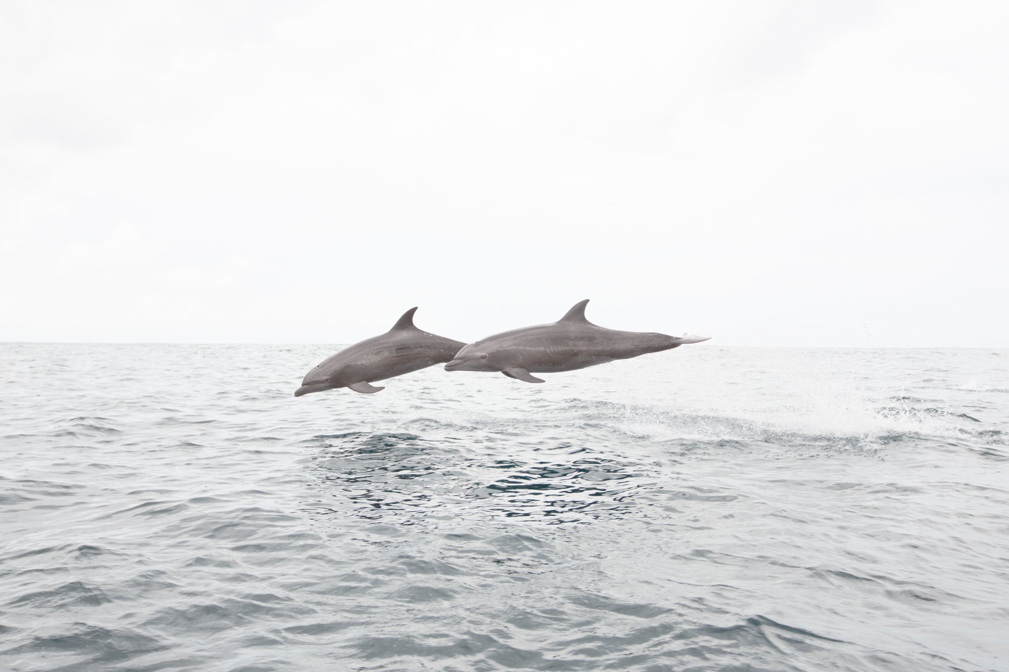 Duo | Limited Edition – Craig Parry Photography